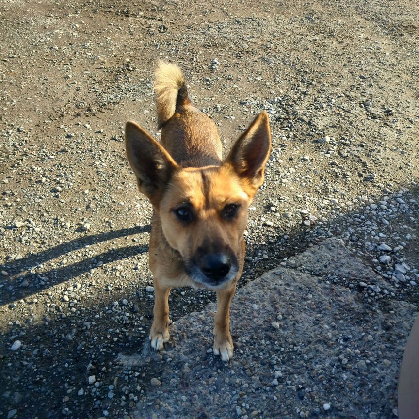 В добрые руки