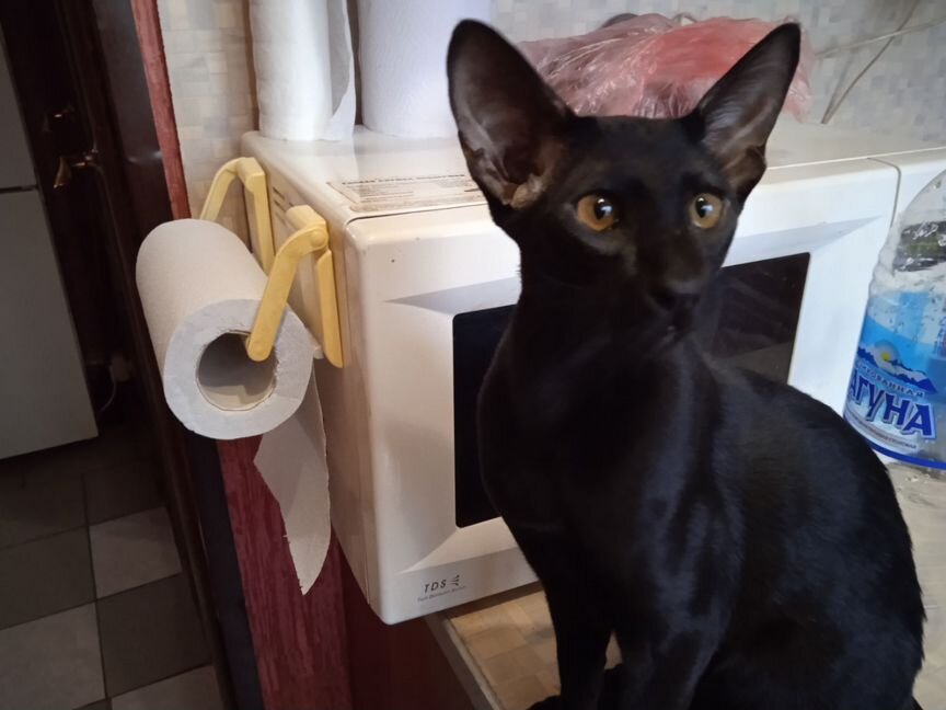 Ориентальные котята