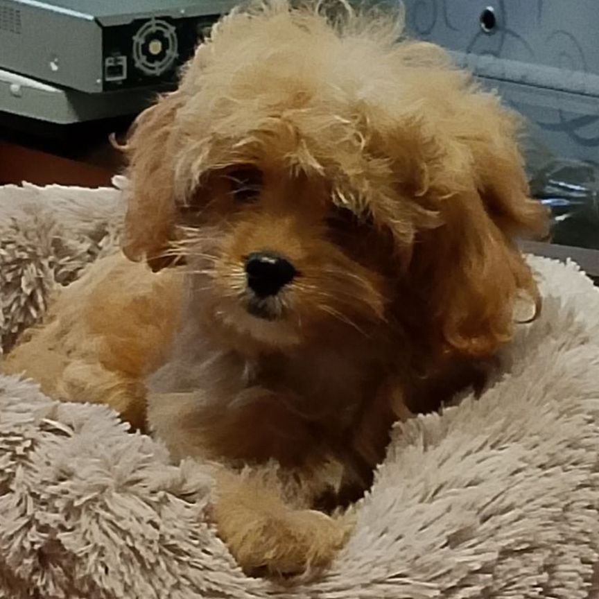 Мальтипу, щенок