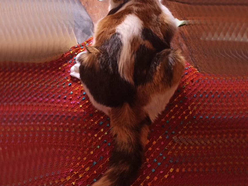 Красавица кошка в разведение