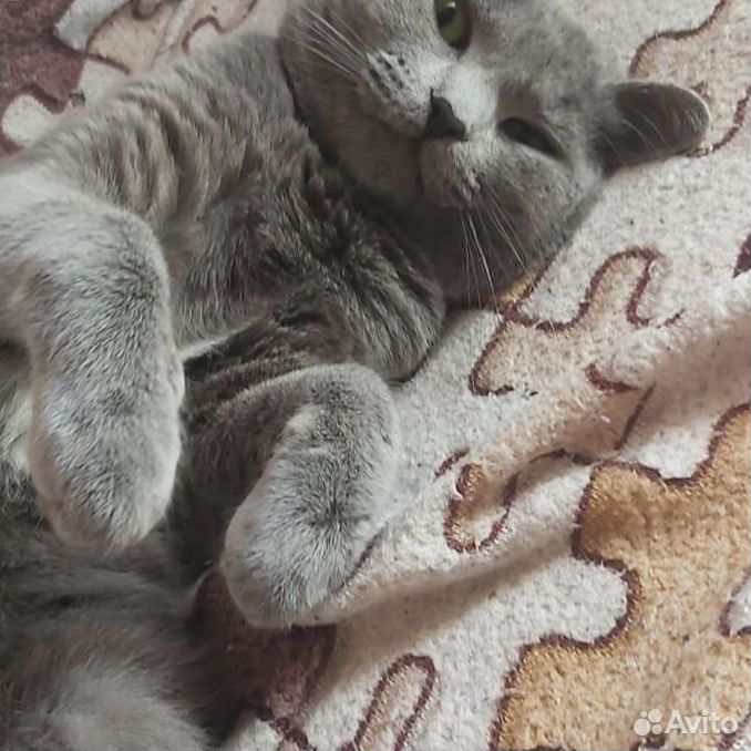 Отдам котика Кузя