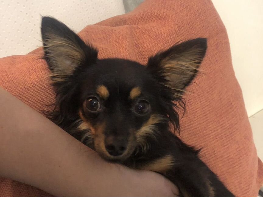 Собака, русский той терьер длинношорстный