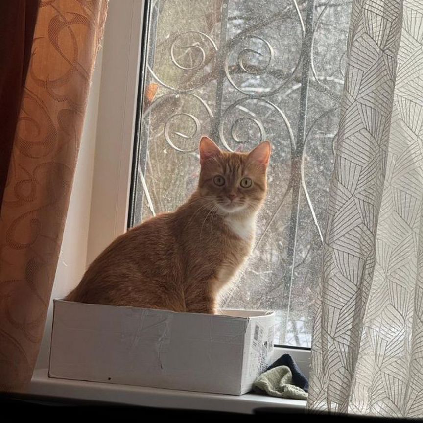 Здравствуйте отдаю Веснушка