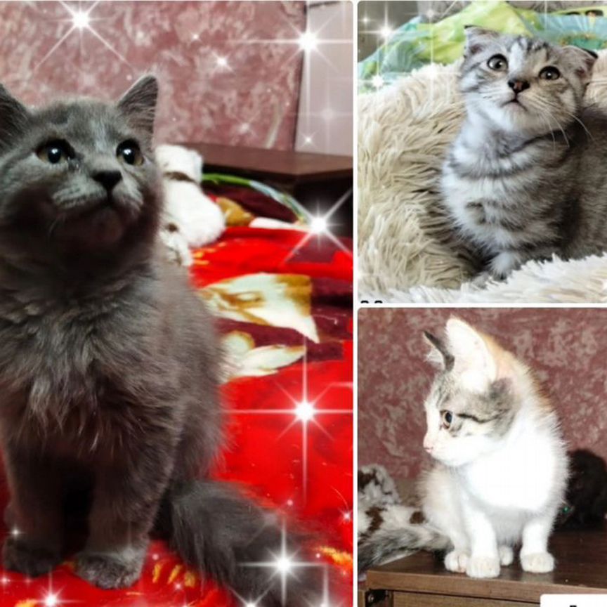 Котята в добрые руки