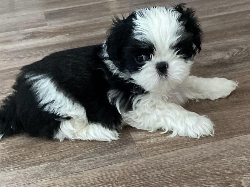 Щенки ши-тцу