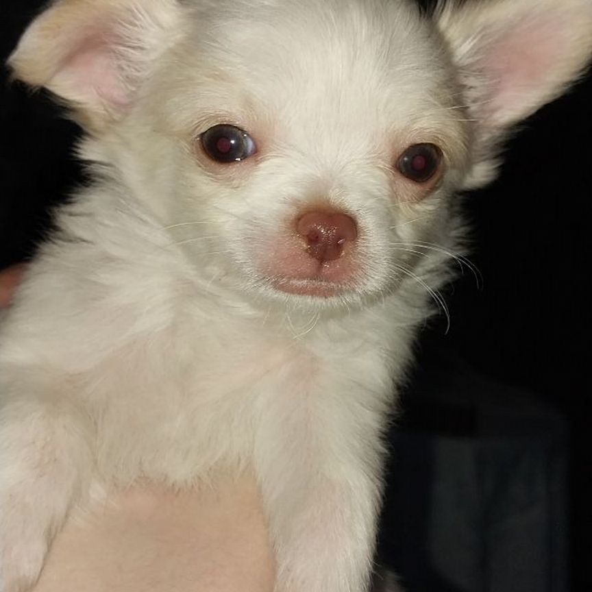 Щенок чихуахуа