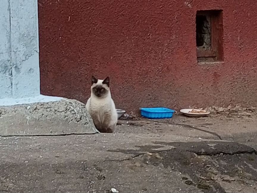 Тайский котёнок в добрые руки с улицы