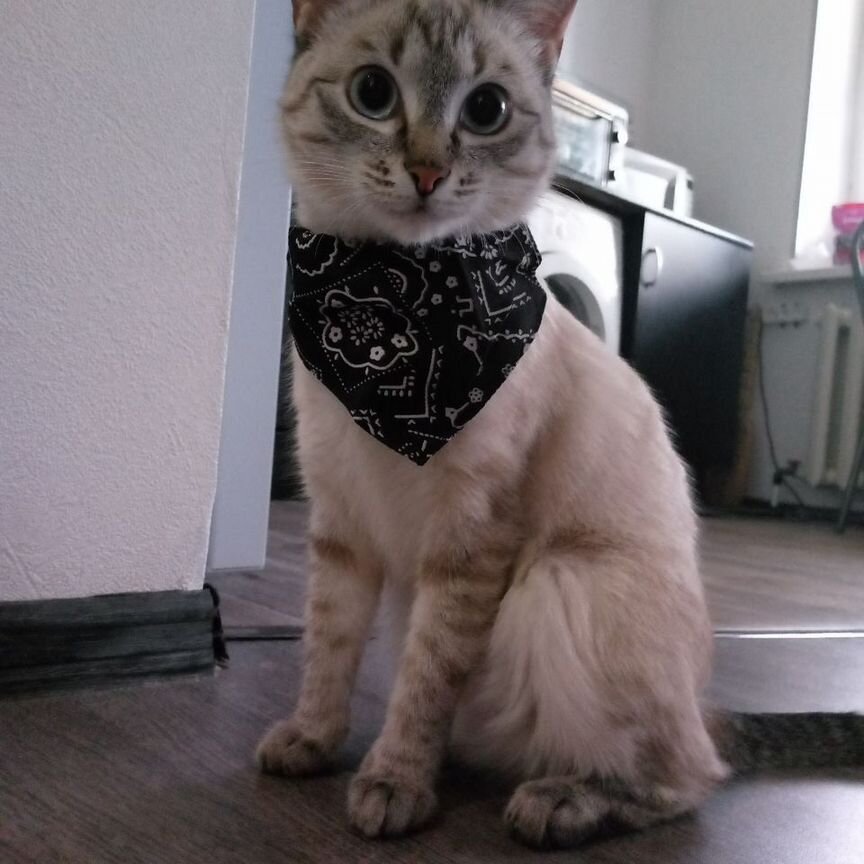 Кошка-балдёжка сиамская