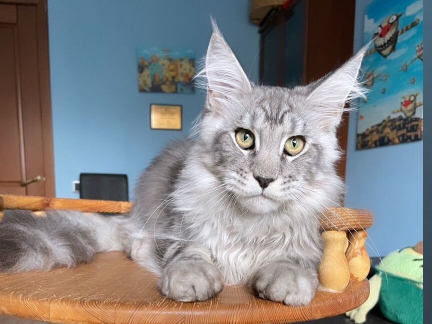 Оскар. Котенок мейн кун