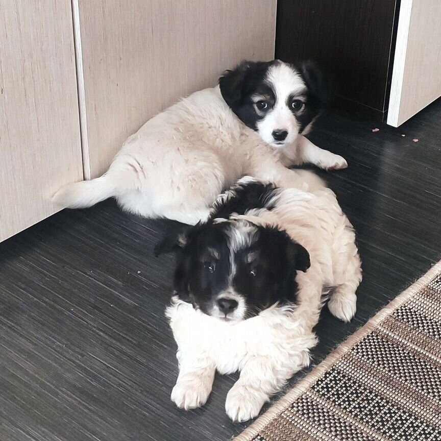 2 девочки в добрые, заботливые руки