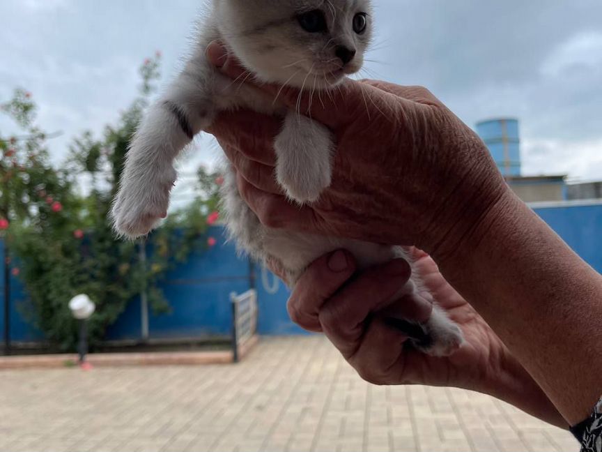 Шатланские котята