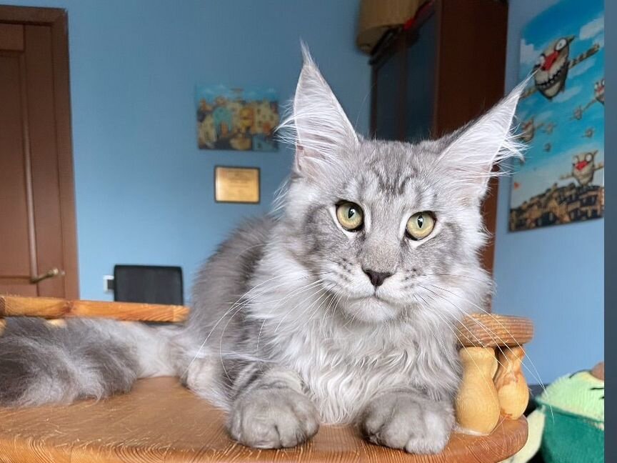 Оскар. Мейн кун котенок