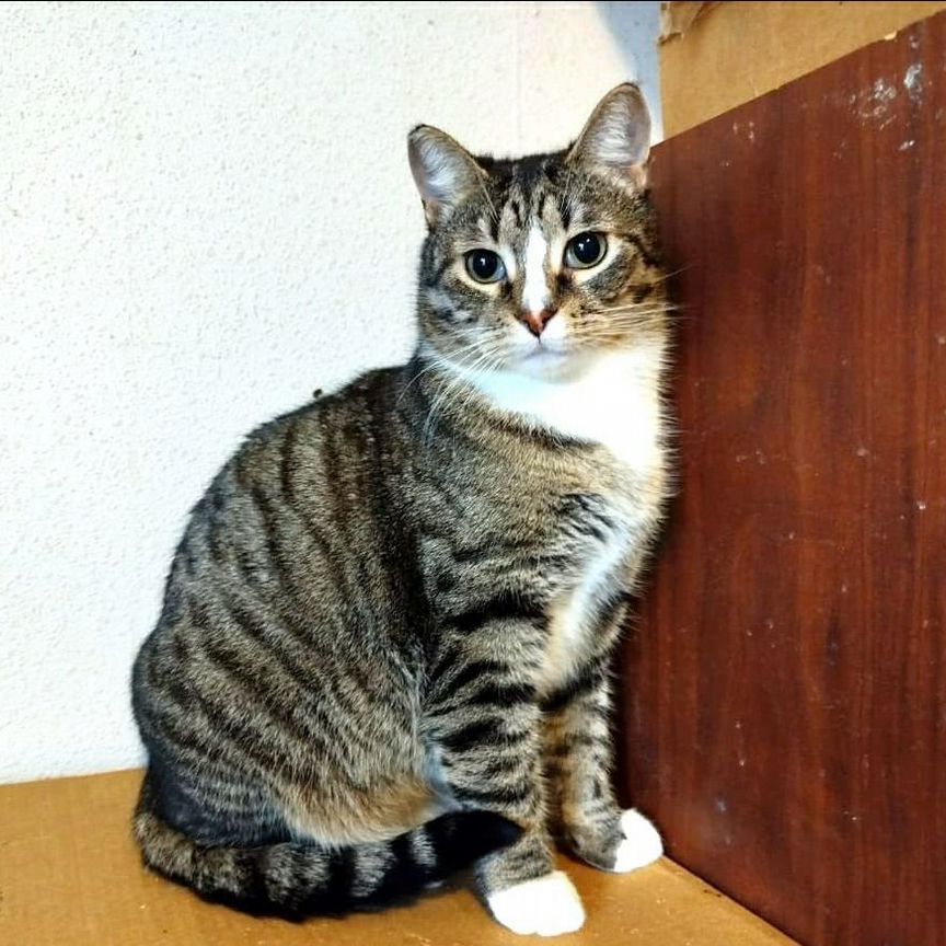 Кошечка 1,5 года