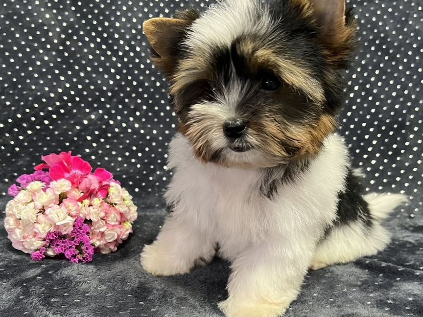 Бивер малышка