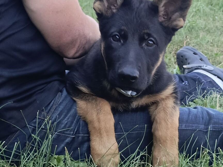 Щенок немецкой овчарки РКФ