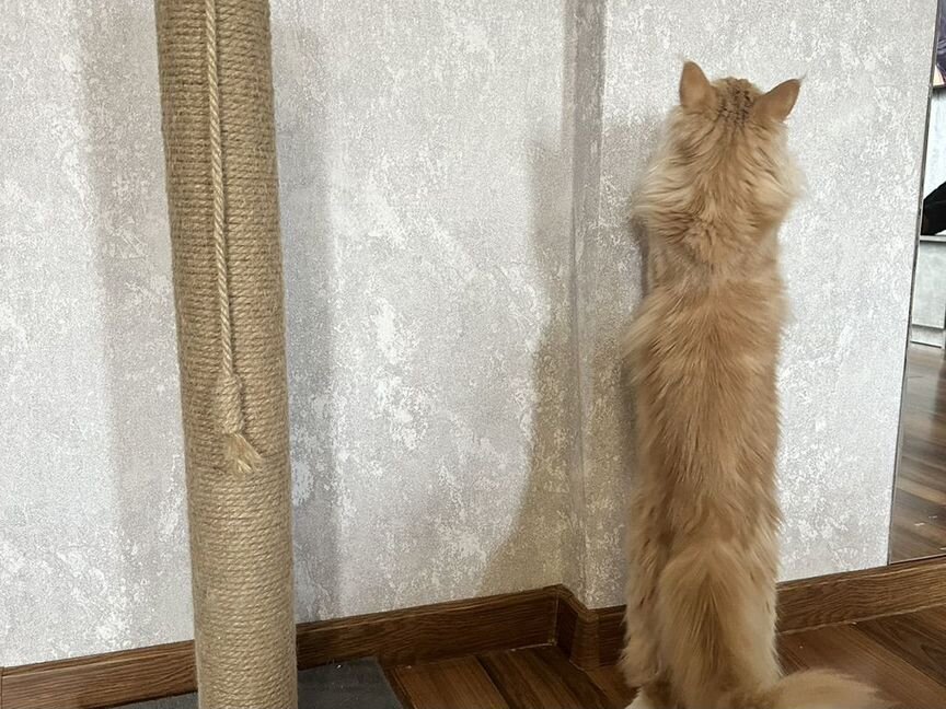 Когтеточка