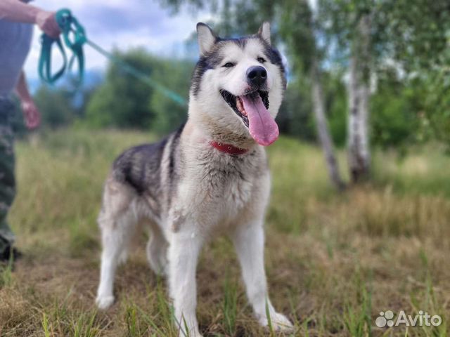 Красотка Ария ищет семью