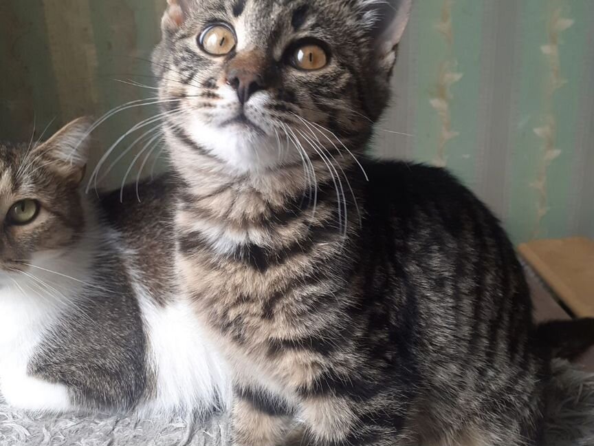 Котята в добрые руки бесплатно