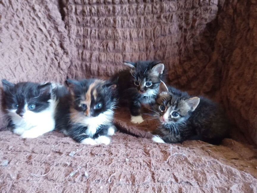 Отдам в добрые руки