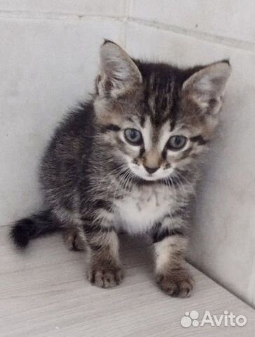 Котенок девочка в добрые руки