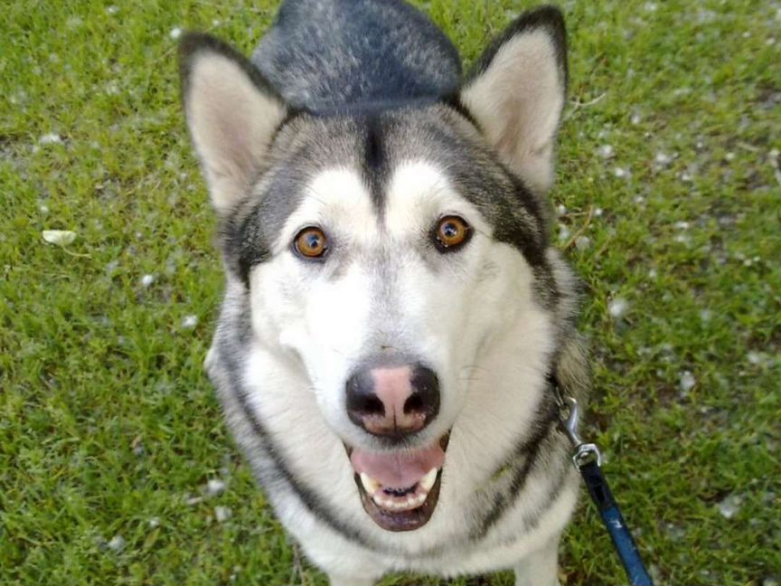 Маламут Аляский