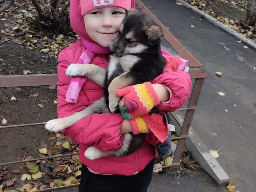 Щенок от хаски с гончей русской девочка