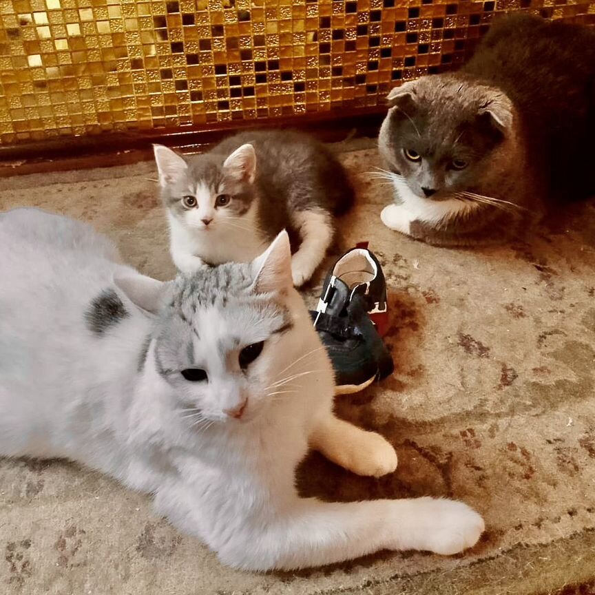 Шотландский прямоухий короткошёрстный котёнок