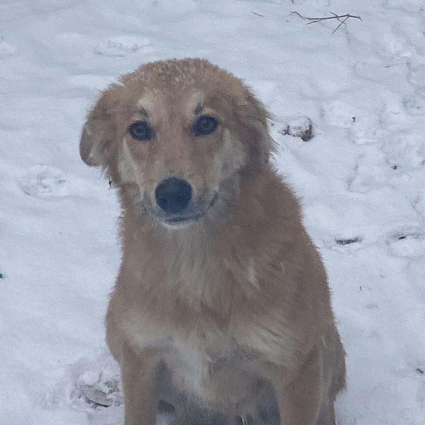 Отдадим в хорошие руки песика