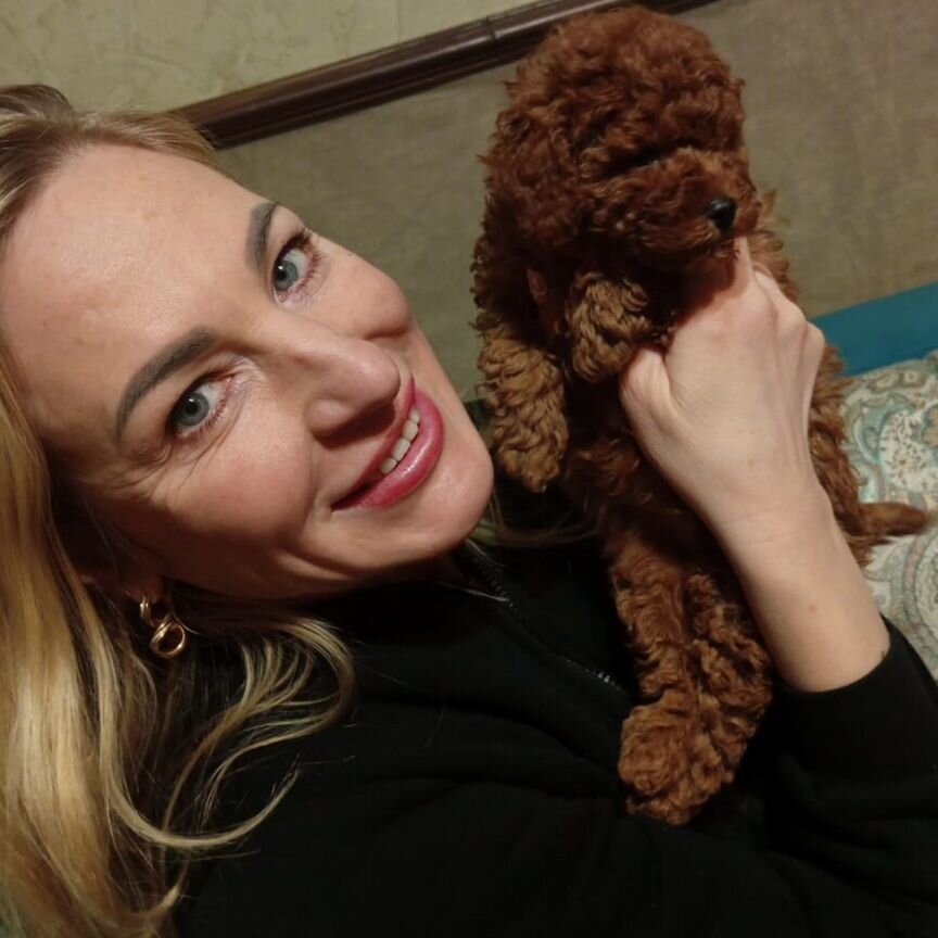 Той-пудель, щенок