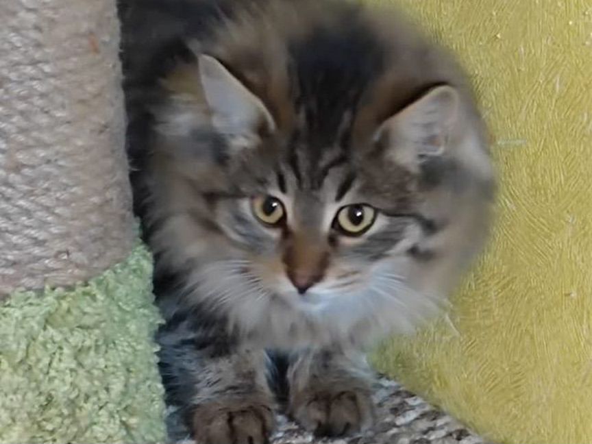 Сибирский котенок ищет дом