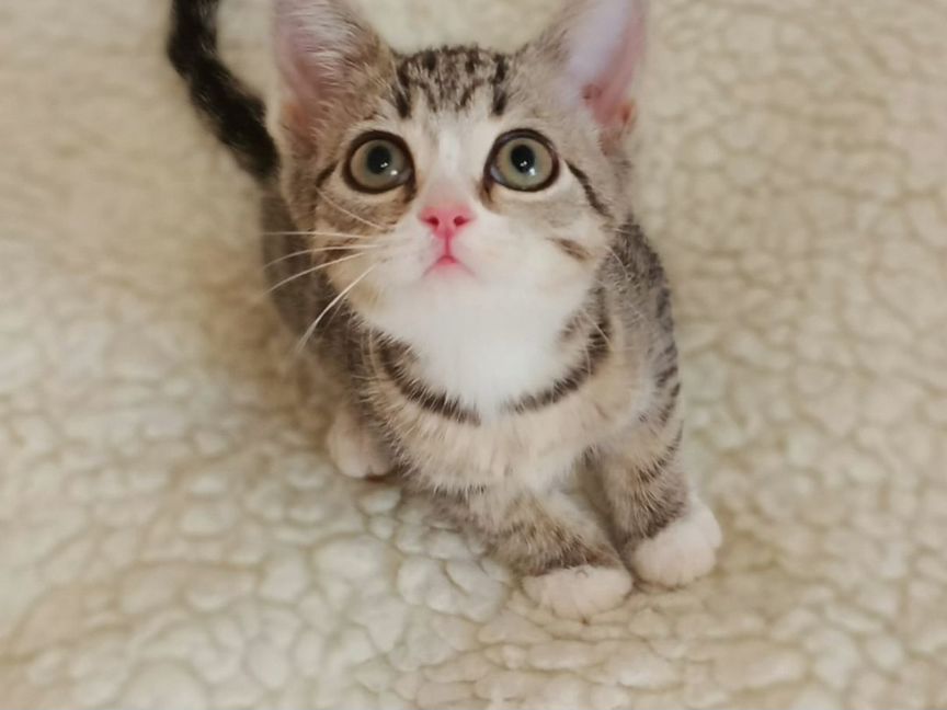 Кошки в добрые руки бесплатно