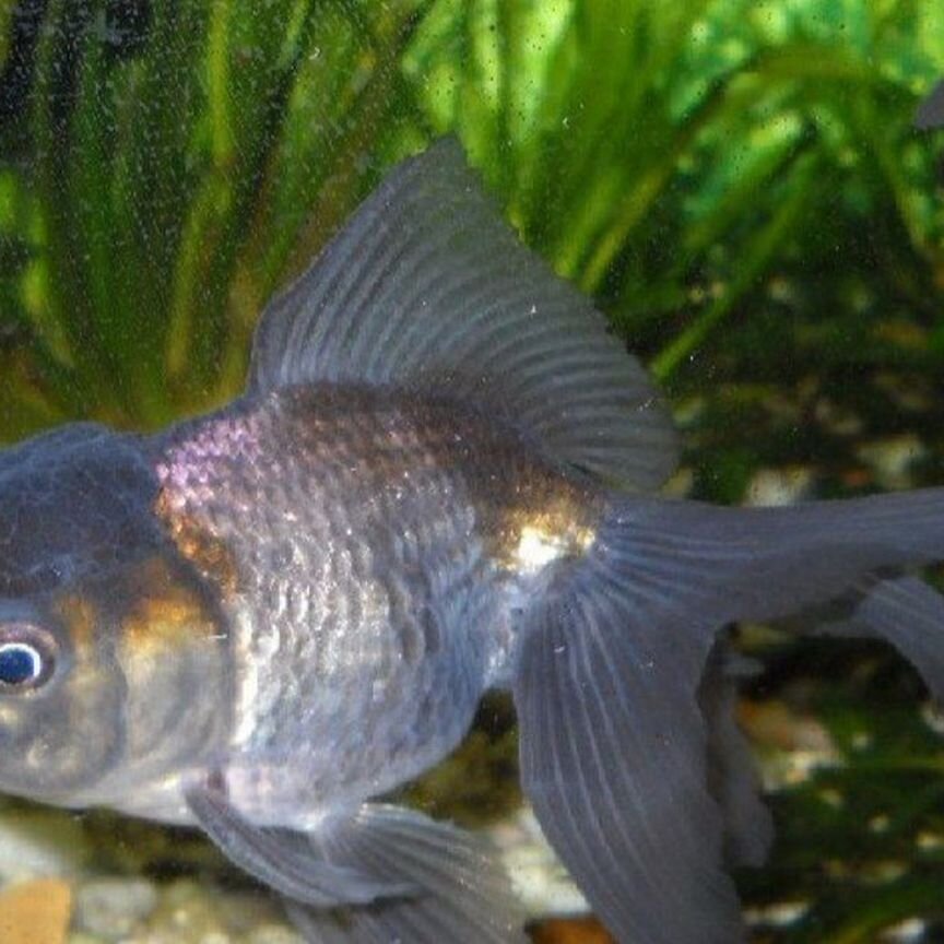 Рыба оранда голубая осень