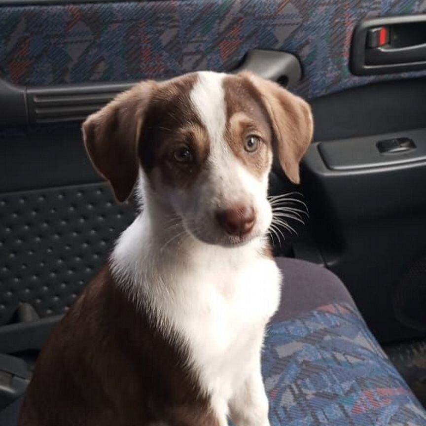 Щенка выкинули в подъезд