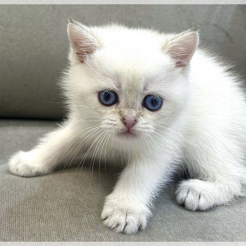 Шотландский прямоухий короткошёрстный котёнок