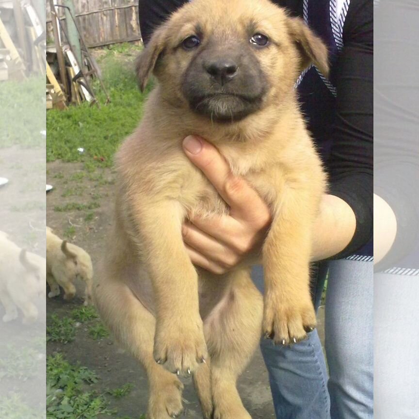 Щенок в добрые руки