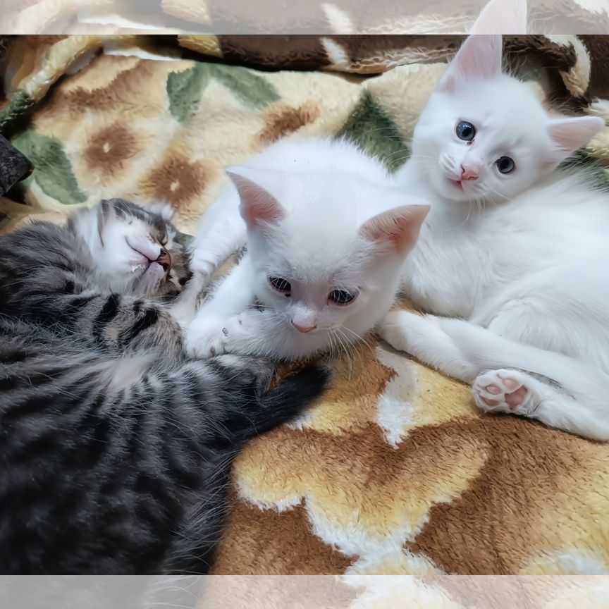 Котёнок в добрые руки