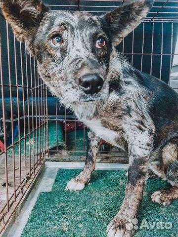 Собака в добрые руки