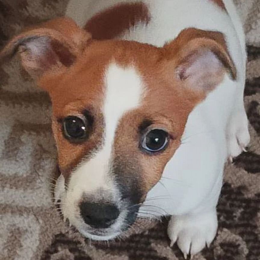 Джек-рассел-терьер, щенок