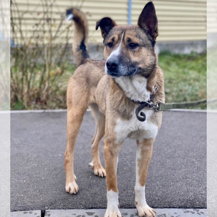 Взрослый пёс в добрые руки