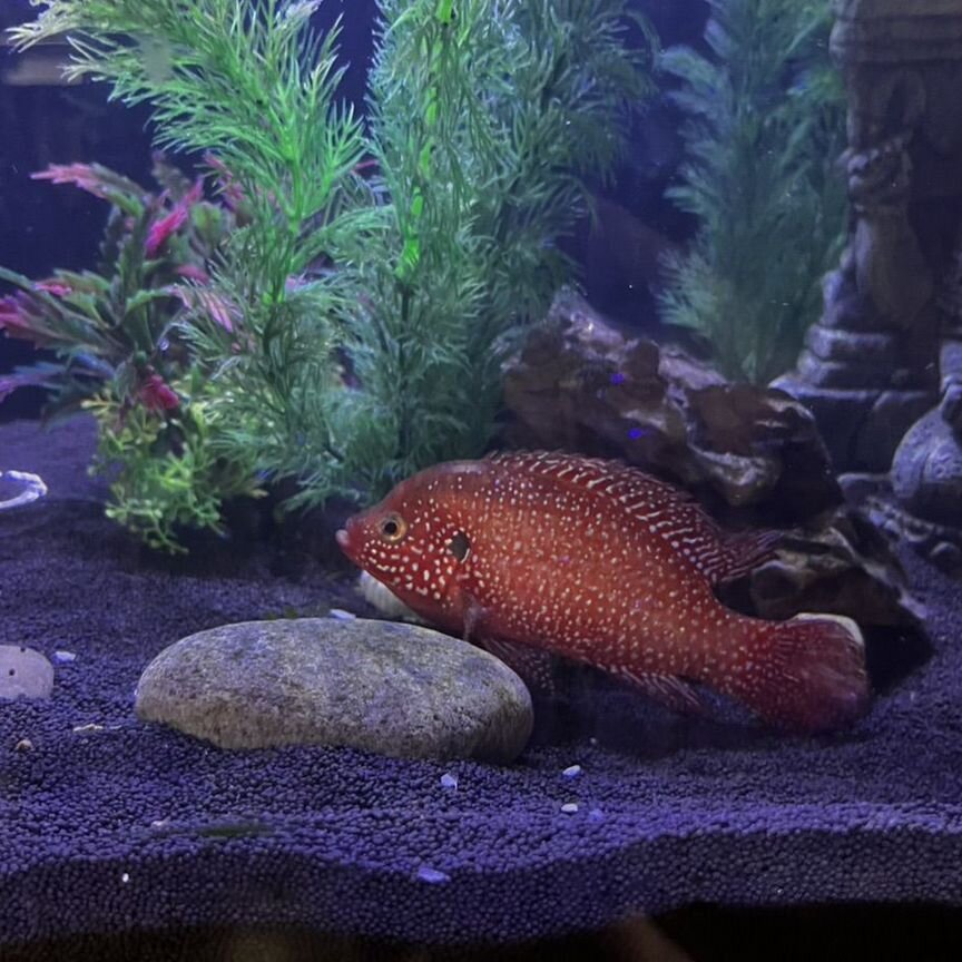 Аквариумные рыбки