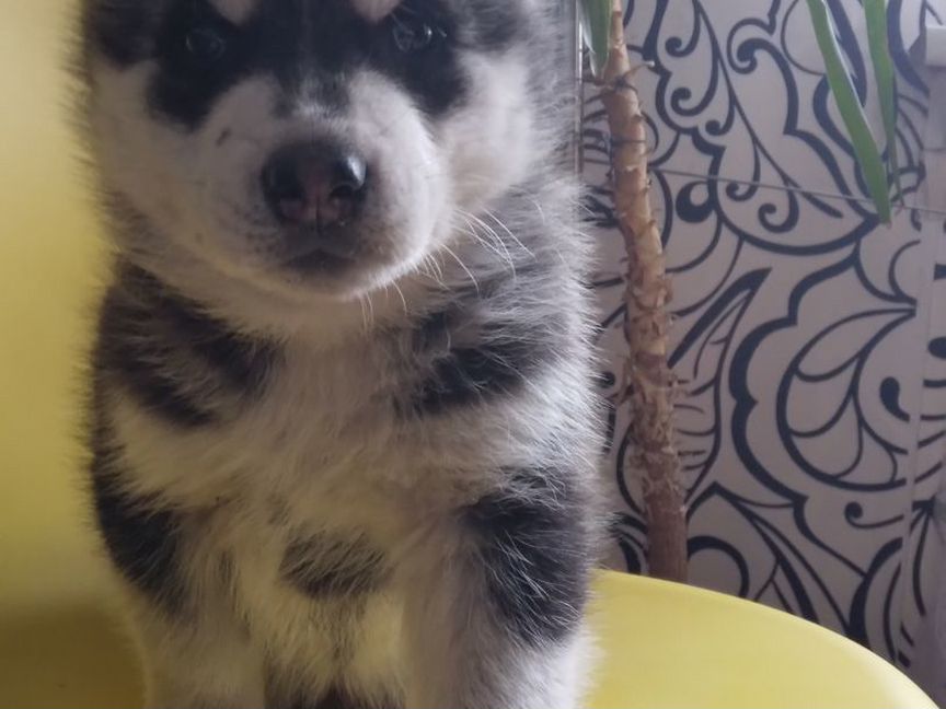 Продам щенка хаски кобель
