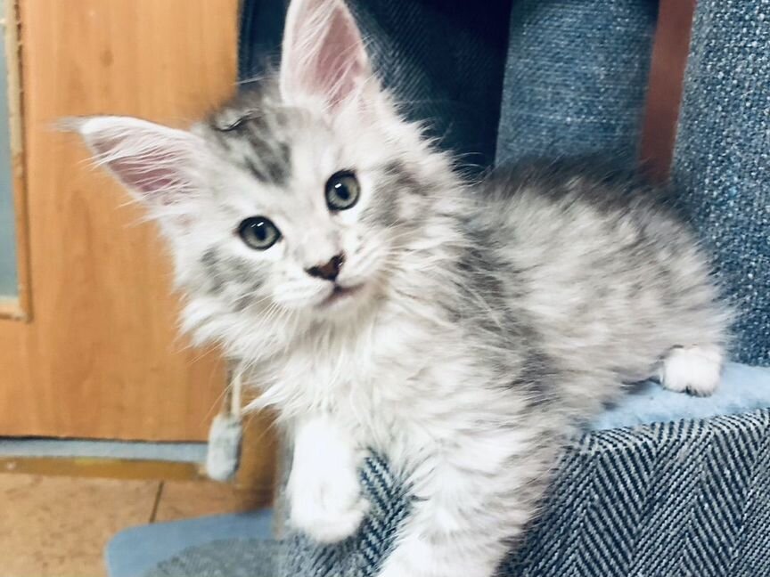 Котята мейкун