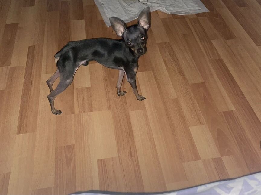 Мини той-терьер вязка