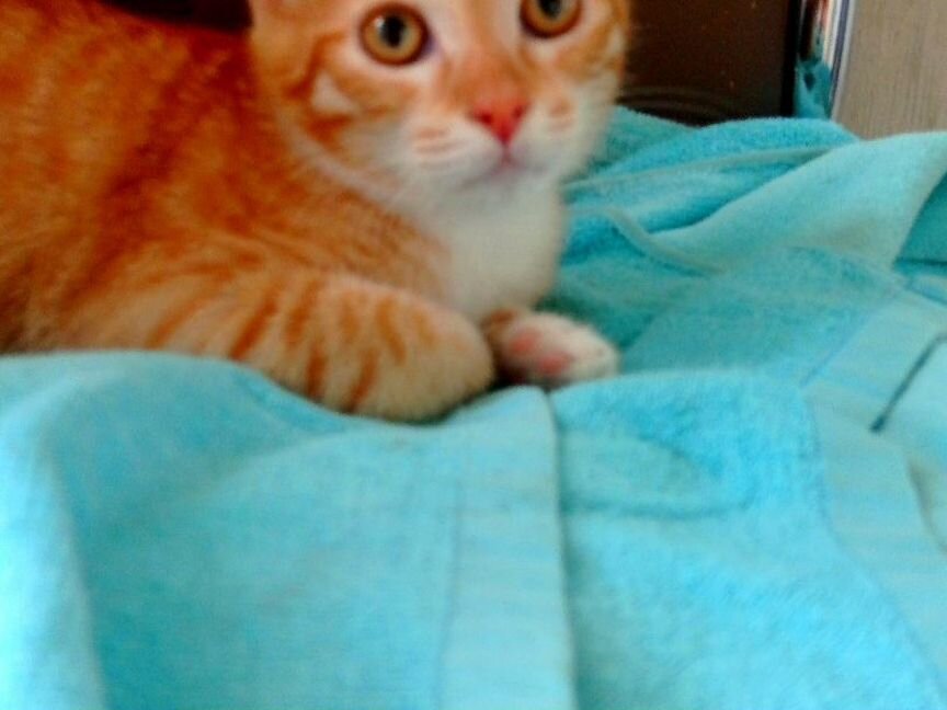 Анфиса ищет дом