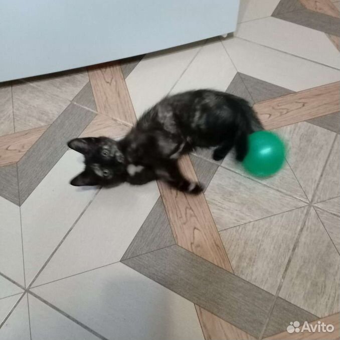 Трёхцветная кошка удачи Камэ (с яп. Черепаха)