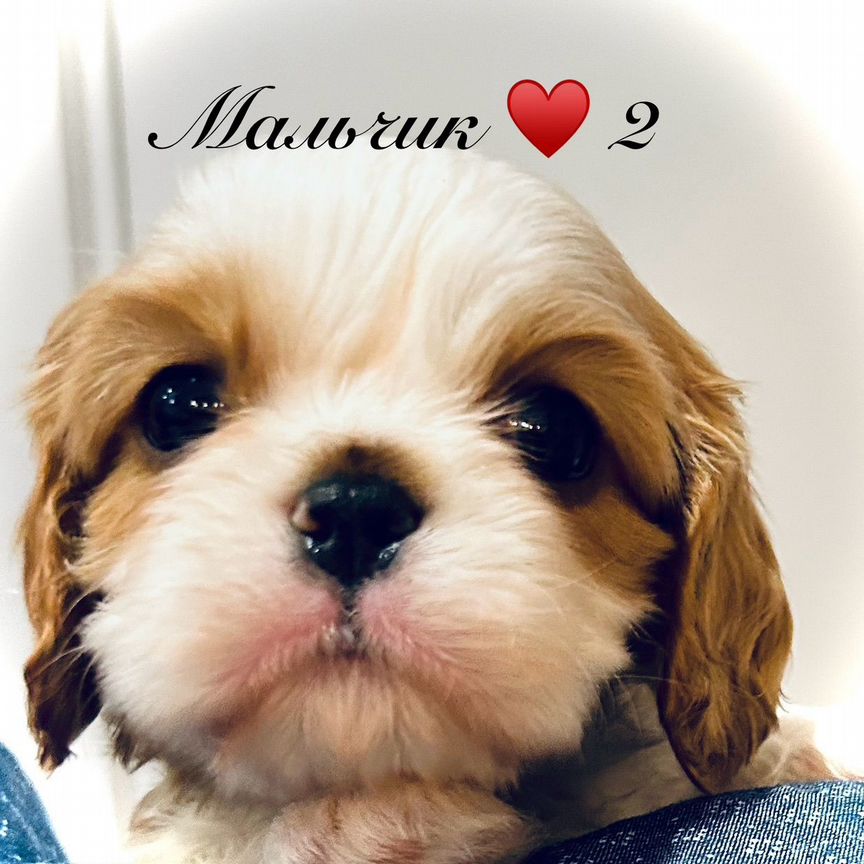 Кавалер кинг чарльз спаниель the Best