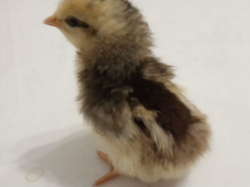 Цыплята суточные