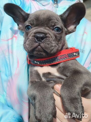 Голубо лиловые детки