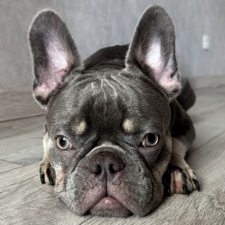 Французский бульдог, вязка