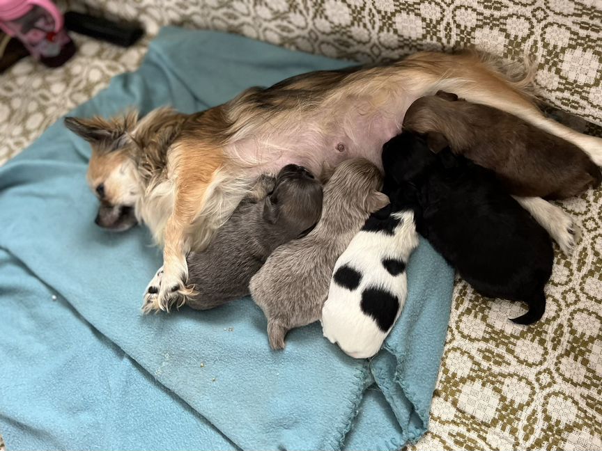 Щенки чихуахуа